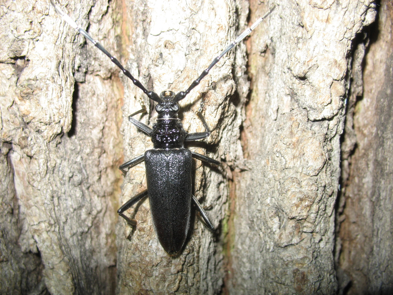 Found cockroach under chocholate layer in this ice-cream : r/WTF